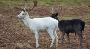 Why “Buck” Means Dollar? The Unexpected Backstory